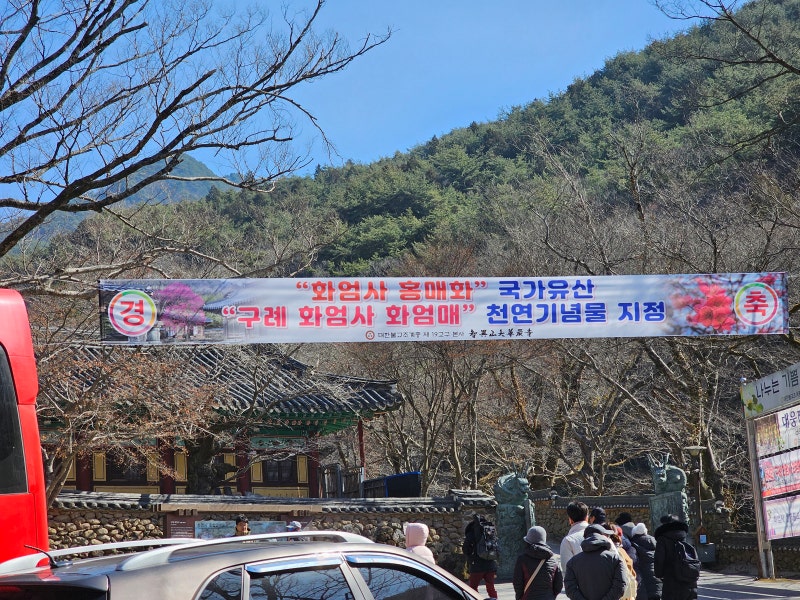 구례 화엄사 홍매화 화엄매 개화 시기 천연기념물의 자태와 천년의 사찰 여행 네이버 블로그