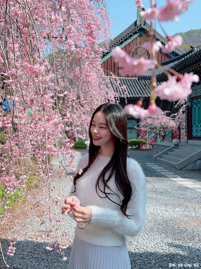 충남 벚꽃명소 천안 벚꽃 겹벚꽃 개화시기 천안 각원사 태조산 천호지 호수공원 서울근교꽃구경 네이버 블로그