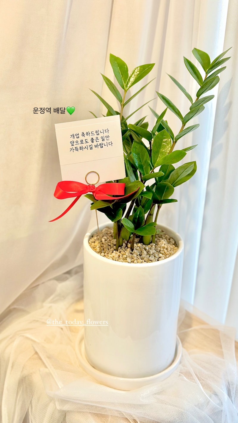 파주 운정 꽃집 오늘도 꽃 당일 개업 화분 배달 금전운의 상징 금전수 동패동 꽃집 네이버 블로그