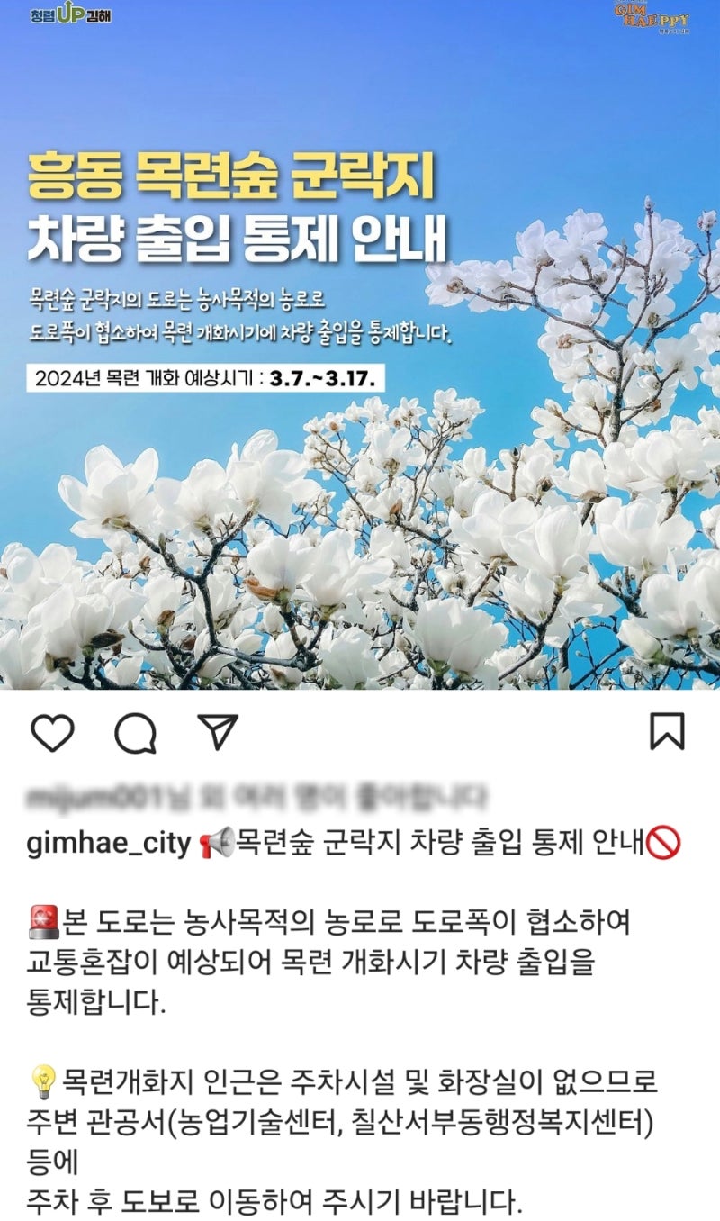 김해 목련숲 실시간 개화 및 주소 주차 만개 예상 시기 네이버 블로그