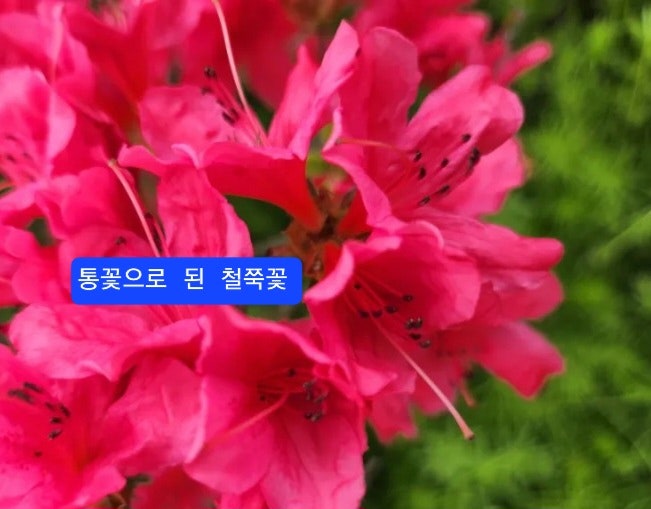 철쭉 산철쭉 영산홍 자산홍의 주요 특징 및 구분방법 네이버 블로그