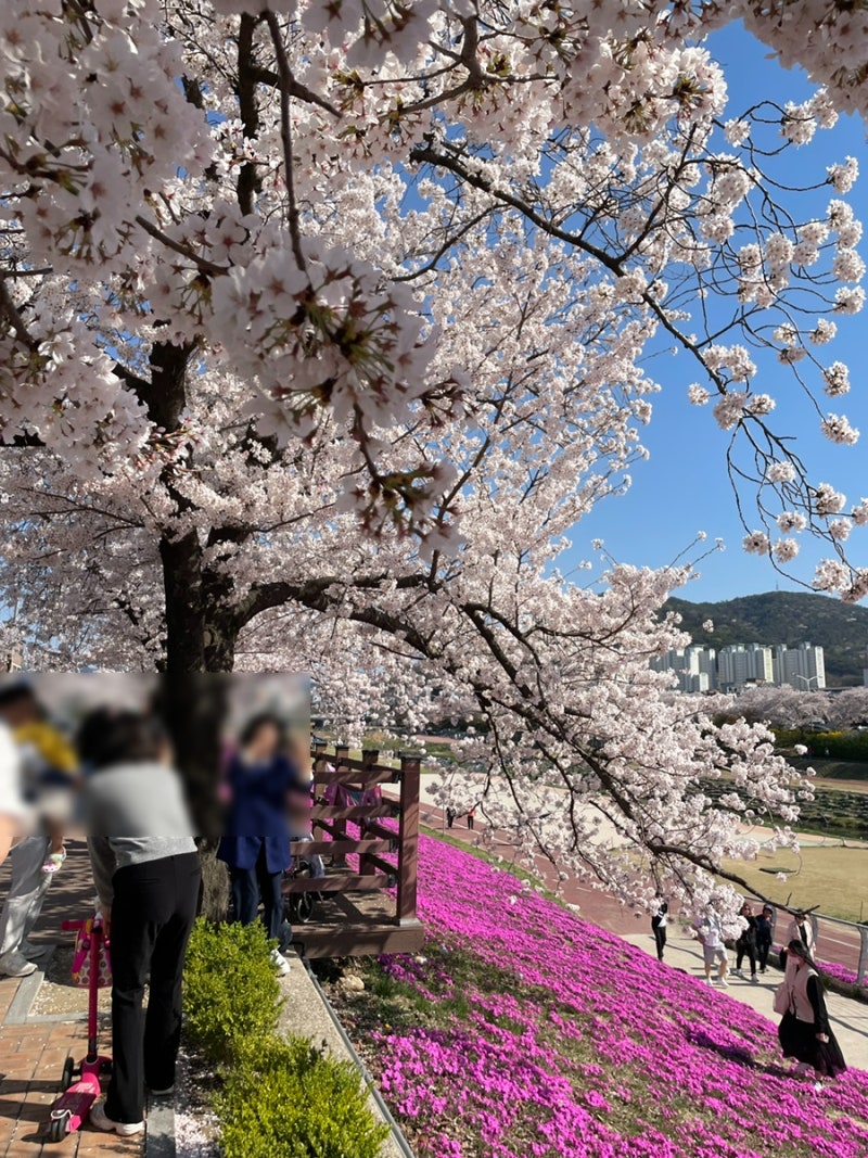 정읍 벚꽃축제 명당 개화시기 알려드릴게요 네이버 블로그