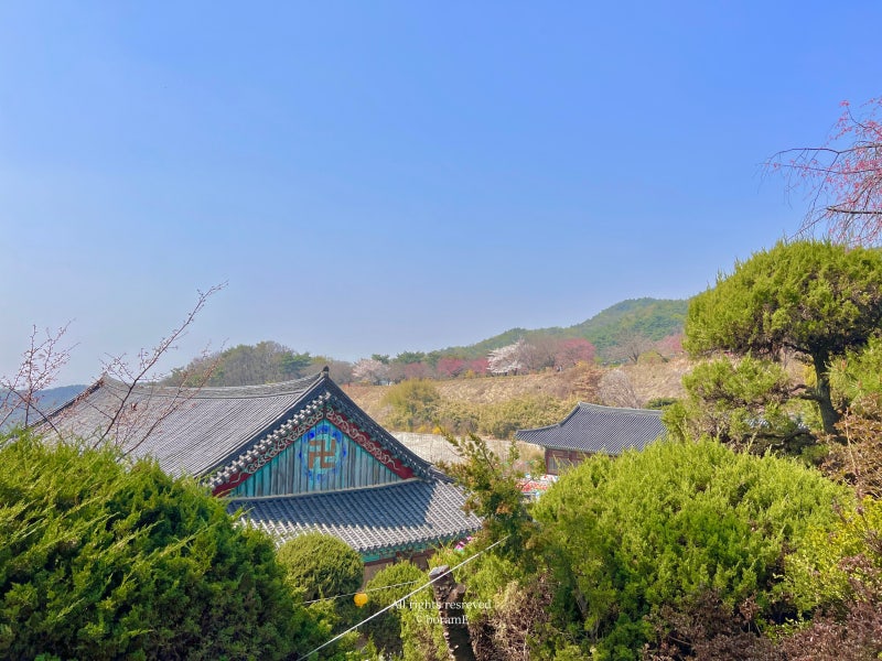 충남 가볼만한곳 5곳 국내 봄 여행지 3월 꽃구경4월 벚꽃명소 데이트 유기방가옥 수선화 축제태안 튤립축제 네이버 블로그