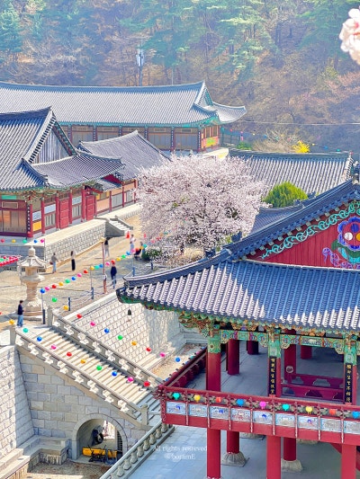 충남 가볼만한곳 5곳 국내 봄 여행지 3월 꽃구경4월 벚꽃명소 데이트 유기방가옥 수선화 축제태안 튤립축제 네이버 블로그