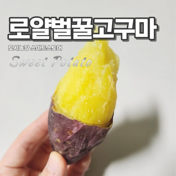 도시농장 베니하루카 로얄 벌꿀 고구마