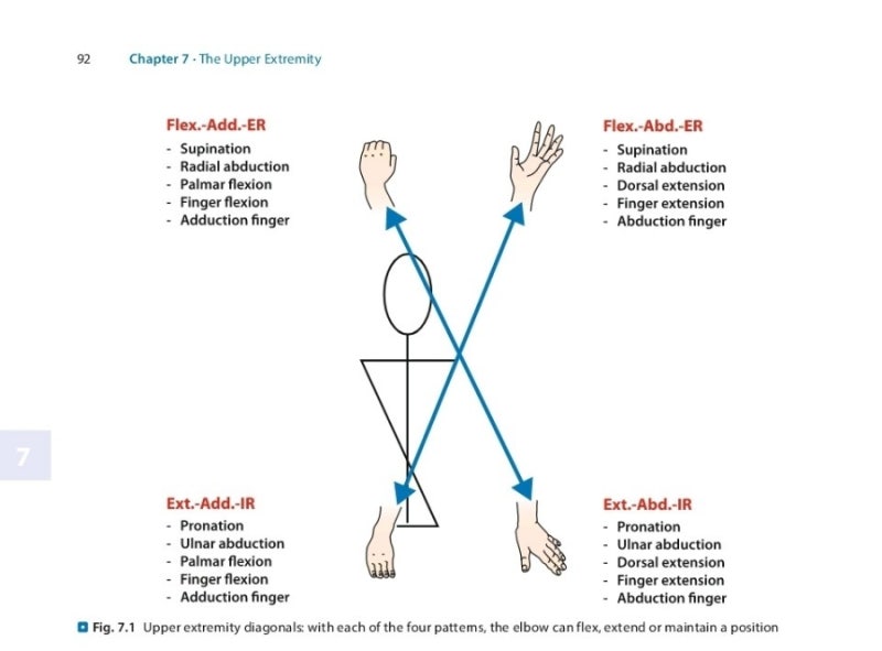 신경계 물리치료 PNF study _ 두번째, 기본원리, 기본절차 : 네이버 블로그