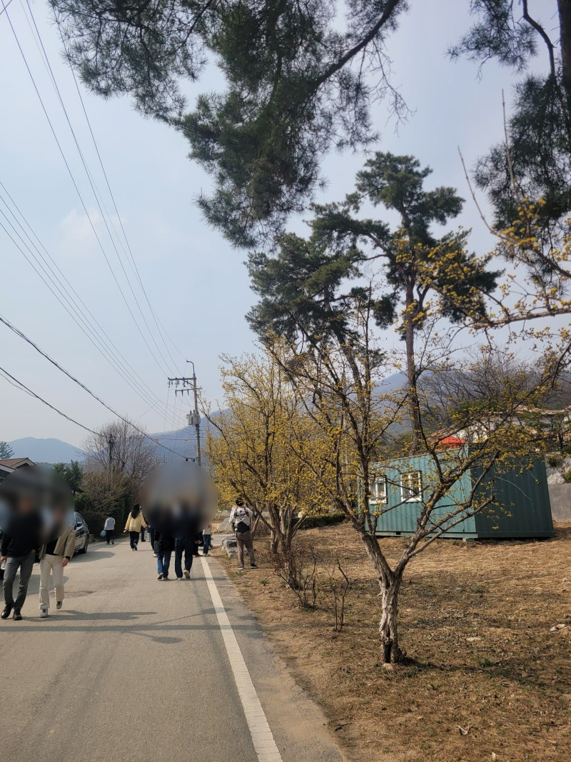 경기도 봄꽃축제 방문기 이천 산수유마을 2024 이천백사산수유꽃축제 240322 24 일주일 전 방문 후기 및 실시간