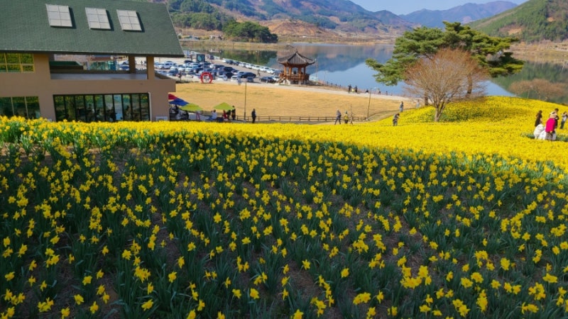 전라남도 구례 가볼만한곳 지리산치즈랜드 수선화 주차입장료 네이버 블로그