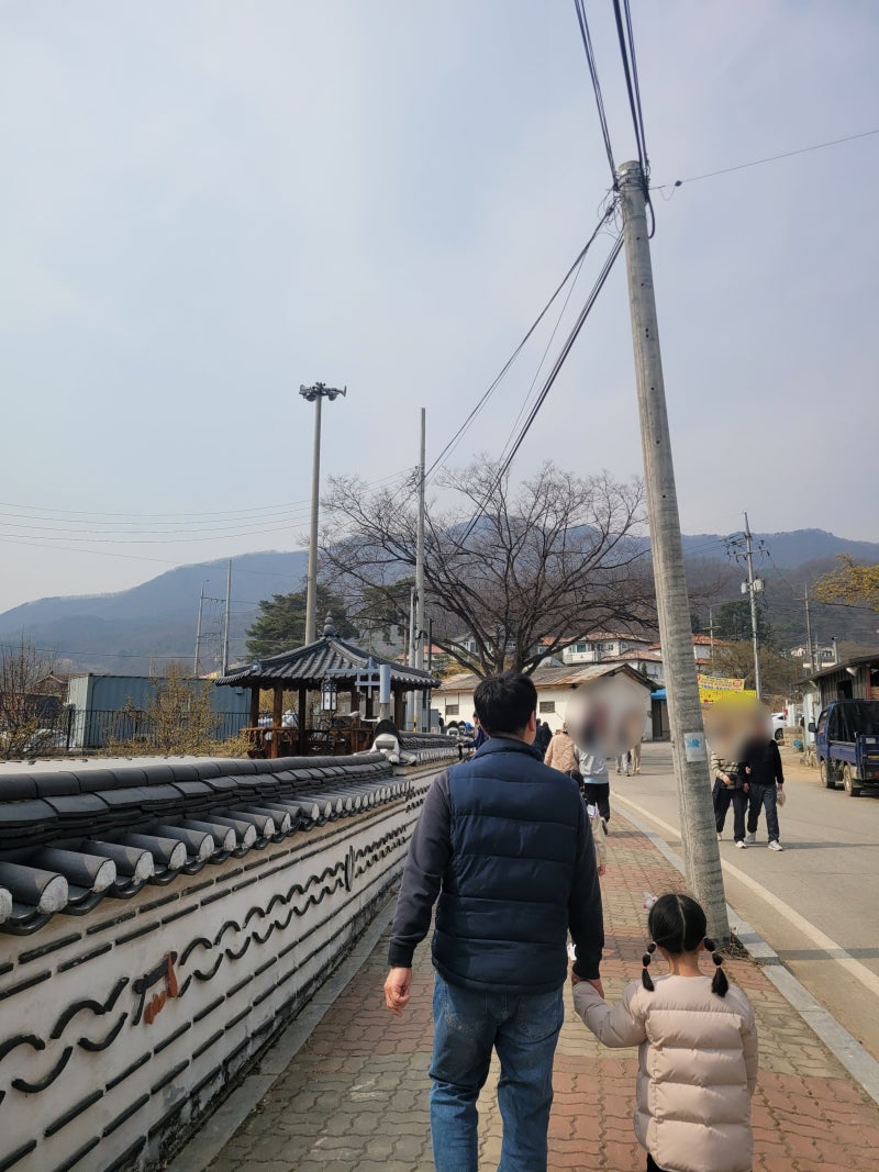 경기도 봄꽃축제 방문기 이천 산수유마을 2024 이천백사산수유꽃축제 240322 24 일주일 전 방문 후기 및 실시간
