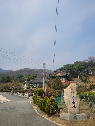 경기도 봄꽃축제 방문기 이천 산수유마을 2024 이천백사산수유꽃축제 240322 24 일주일 전 방문 후기 및 실시간