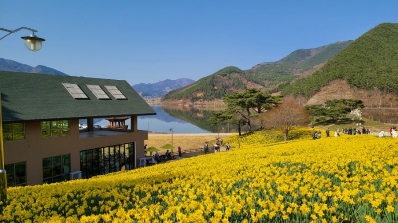 전라남도 구례 가볼만한곳 지리산치즈랜드 수선화 주차입장료 네이버 블로그