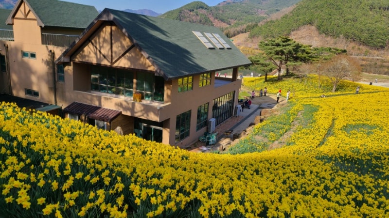 전라남도 구례 가볼만한곳 지리산치즈랜드 수선화 주차입장료 네이버 블로그
