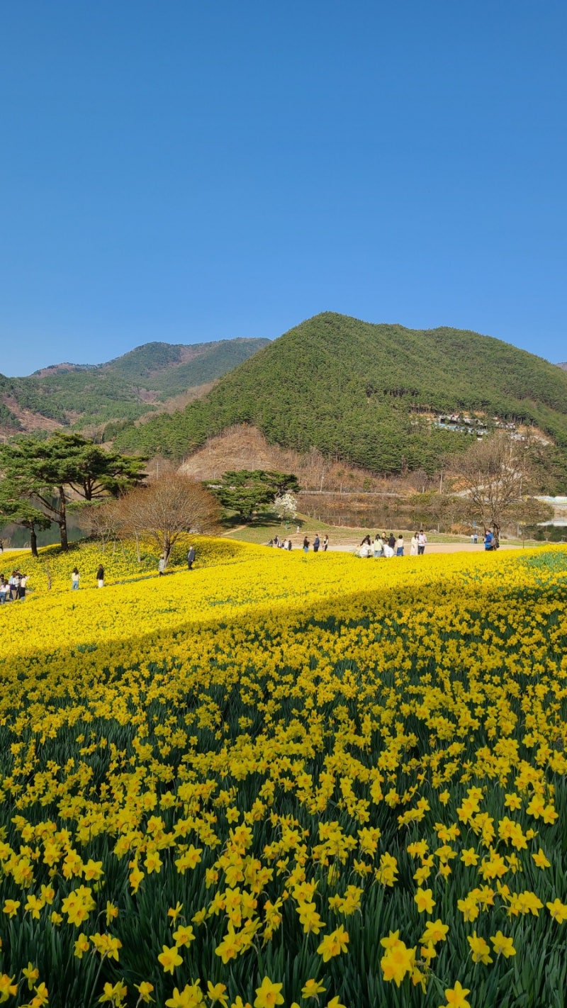 전라남도 구례 가볼만한곳 지리산치즈랜드 수선화 주차입장료 네이버 블로그