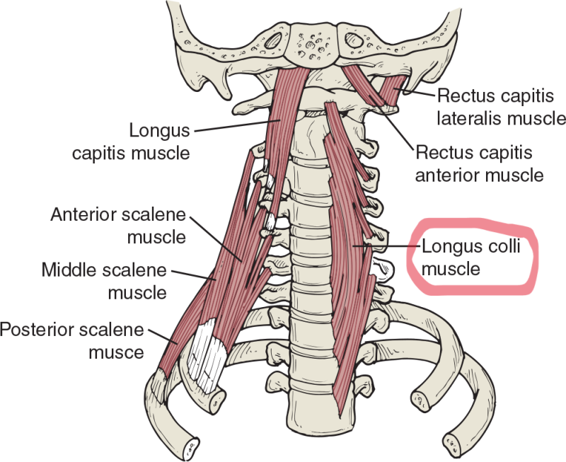 흉쇄유돌근(목빗근,SternoCleidoMastoid)해부학 기능 통증 마사지 스트레칭 치료법을 알아보자. : 네이버 블로그