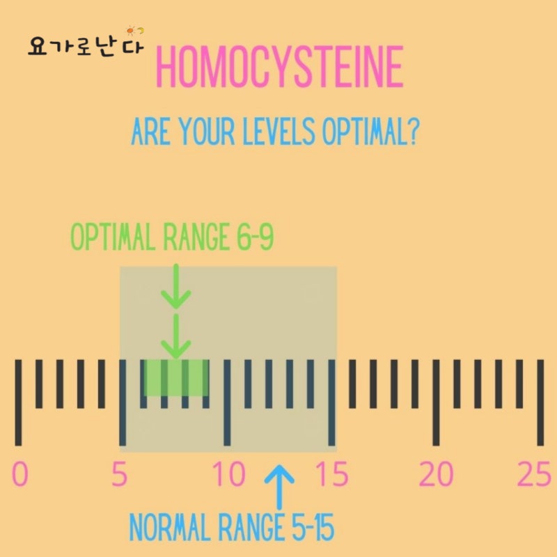 호모시스테인homocysteine이란 호모시스테인 역할 고호모시스테인혈증 호모시스테인 수치의 의미 고호모시스테인
