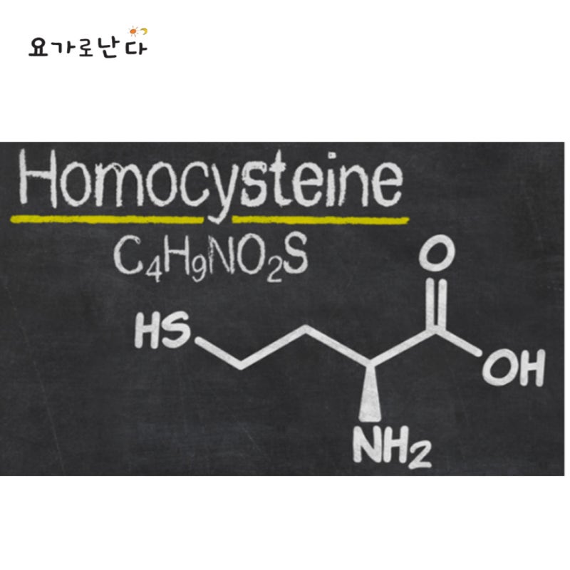 호모시스테인homocysteine이란 호모시스테인 역할 고호모시스테인혈증 호모시스테인 수치의 의미 고호모시스테인