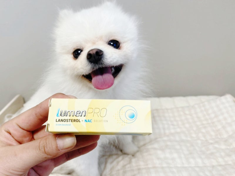 고양이 강아지 백내장 초기 예방 관리는 Usa펫 눈영양제 루멘프로 안약 네이버 블로그