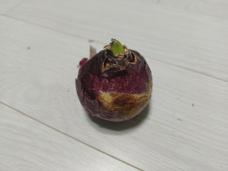 히아신스 키우기 히야신스 구근 심기부터 관리까지~ 네이버 블로그