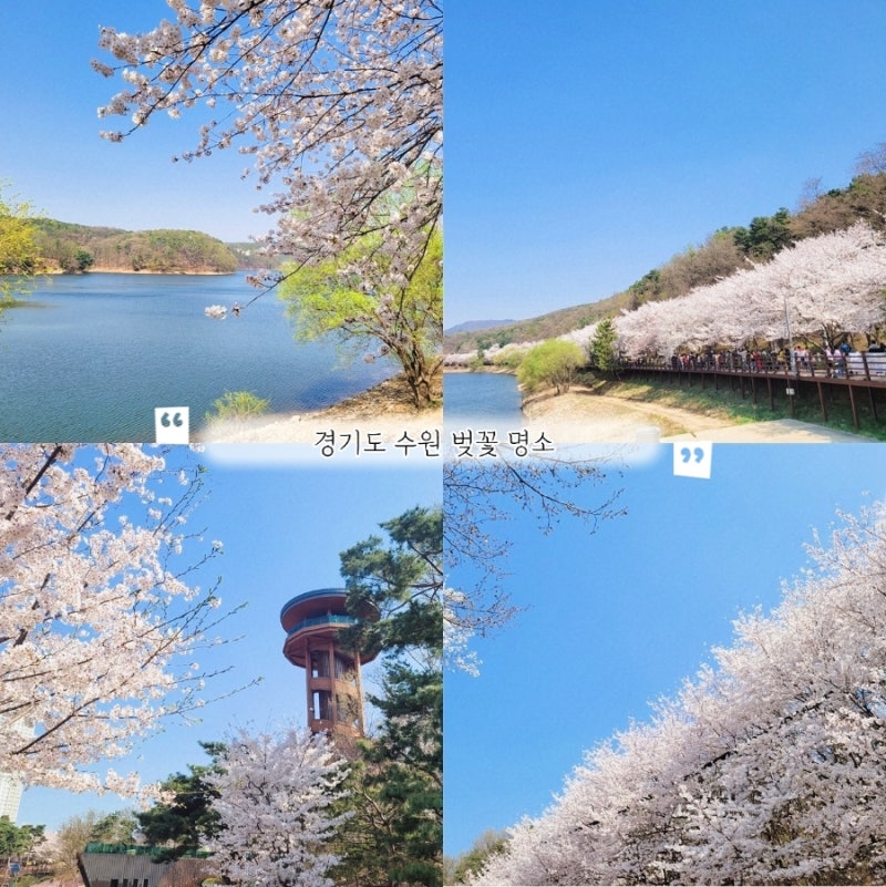 경기도 수원 벚꽃 명소 광교호수공원 광교저수지 남포루 데이트 코스 네이버 블로그