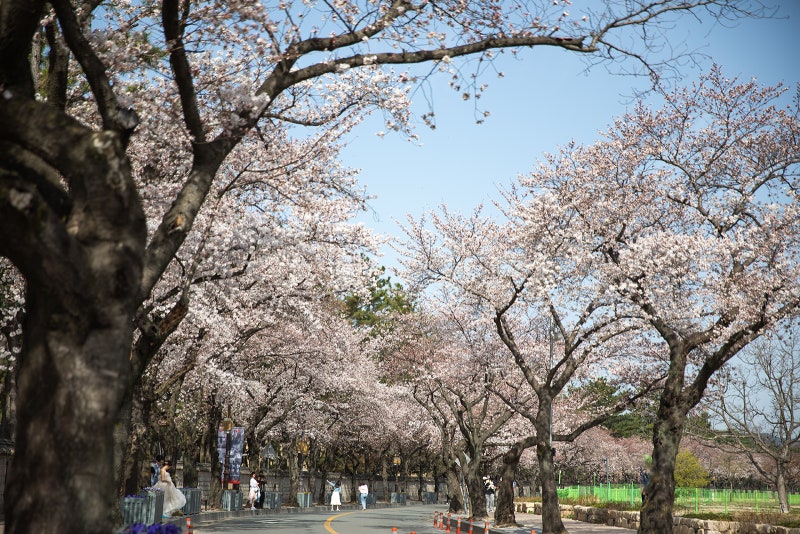 경주 벚꽃 명소 Best 3 2024 개화시기 L 대릉원 돌담길 김유신 장군묘 보문호수 L 4월 벚꽃구경 네이버 블로그