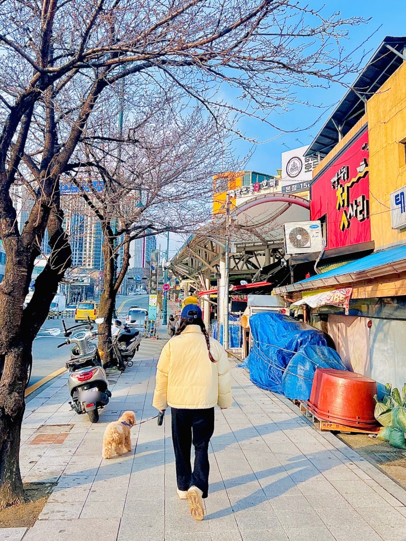 강원도 여행 속초관광수산시장중앙시장 먹거리 추천 막걸리술빵누룽지오징어순대 닭강정 네이버 블로그