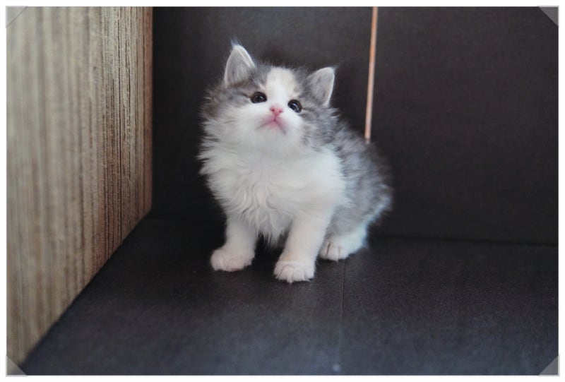 삼색 고양이 성별성격 특징 정리 네이버 블로그