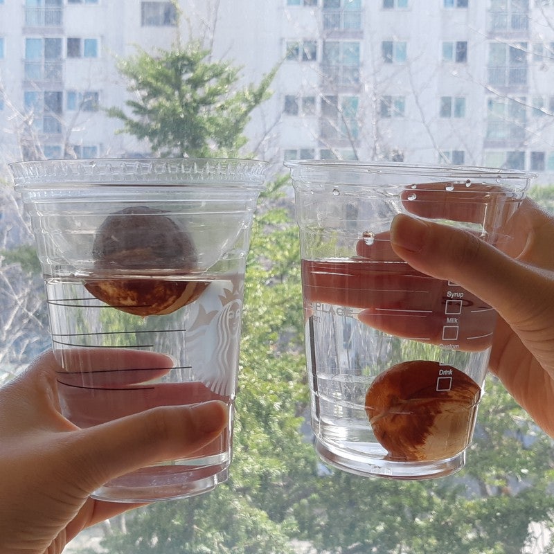 아보카도 나무 키우기씨앗 발아 방법 수경재배 직파 관리 방법 분갈이 시기 2년 성장 일기 네이버 블로그