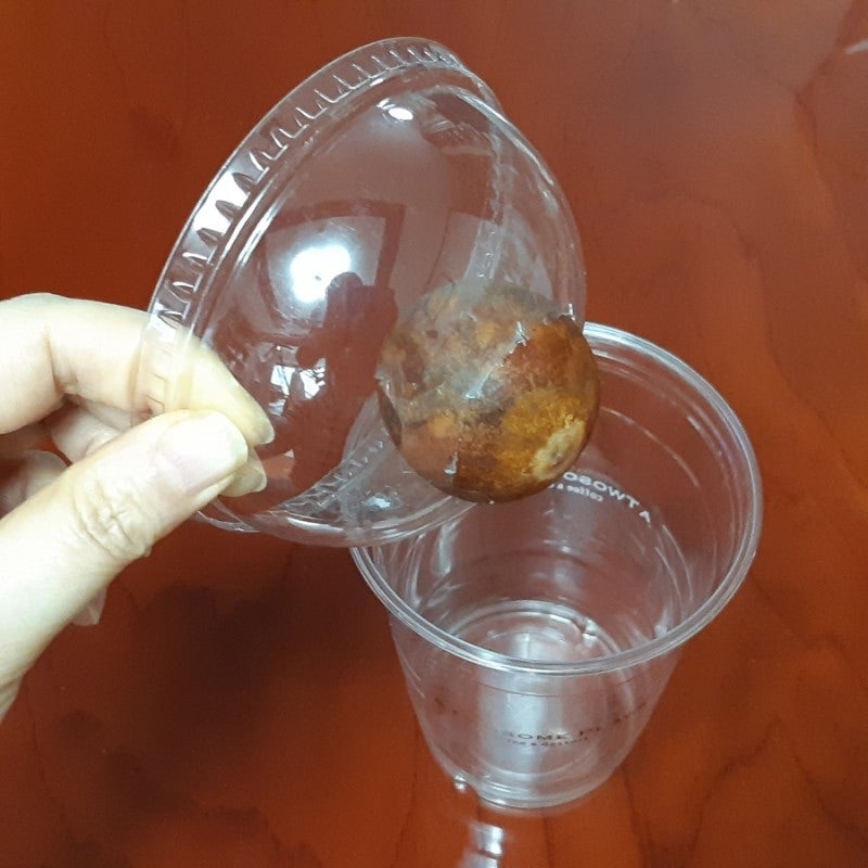 아보카도 나무 키우기씨앗 발아 방법 수경재배 직파 관리 방법 분갈이 시기 2년 성장 일기 네이버 블로그