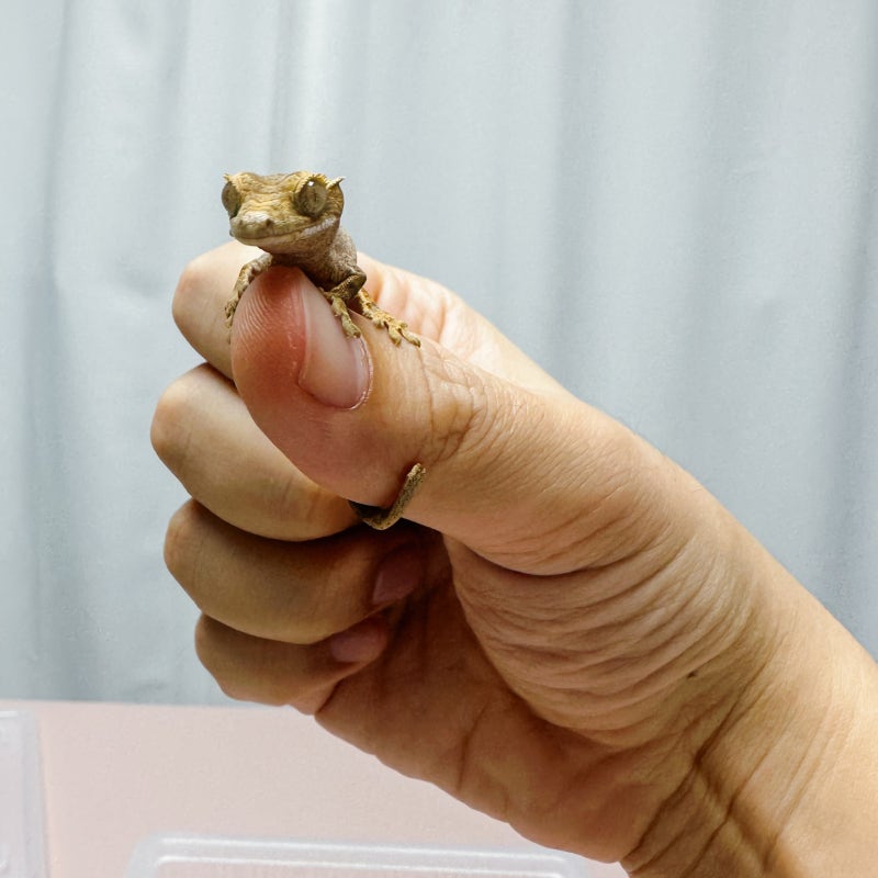 크레스티드 게코 릴리화이트 입양 후기 및 분양 가격 알아보기 네이버 블로그