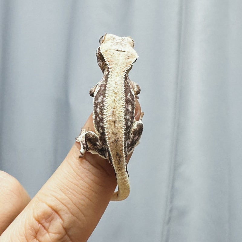 크레스티드 게코 릴리화이트 입양 후기 및 분양 가격 알아보기 네이버 블로그