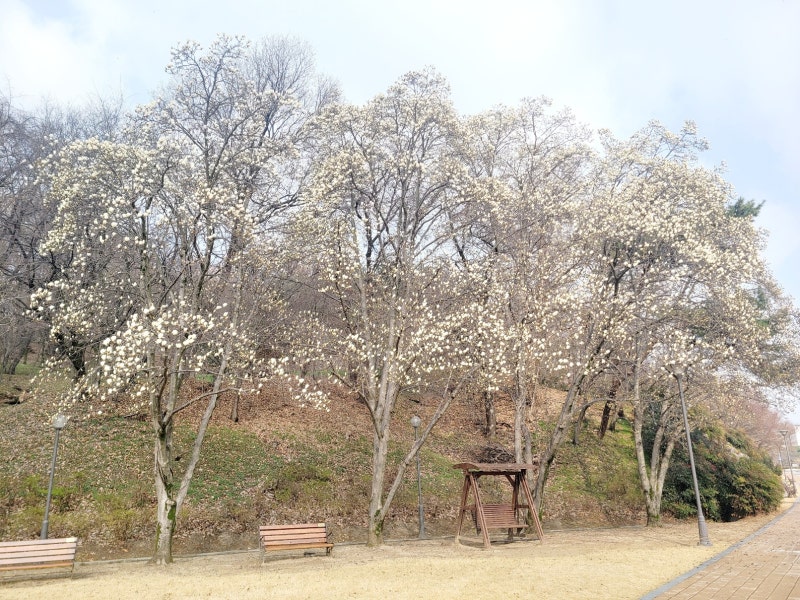 대전 대전 벚꽃 명소 카이스트 오리연못 목련명소 목련마당 실시간 개화 상황 네이버 블로그