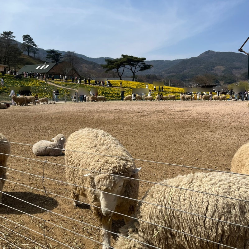 전남 꽃구경 수선화 양 먹이주기 가능한 구례 지리산치즈랜드 네이버 블로그