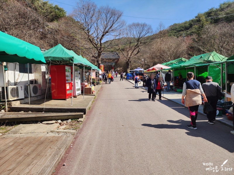 서산 개심사 청벚꽃 왕벚꽃 겹벚꽃 개화시기 실시간 기본정보 네이버 블로그