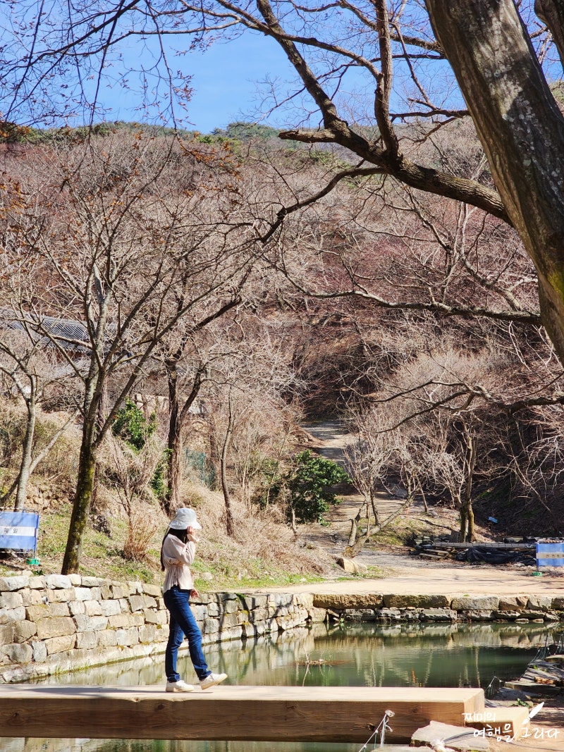 서산 개심사 청벚꽃 왕벚꽃 겹벚꽃 개화시기 실시간 기본정보 네이버 블로그