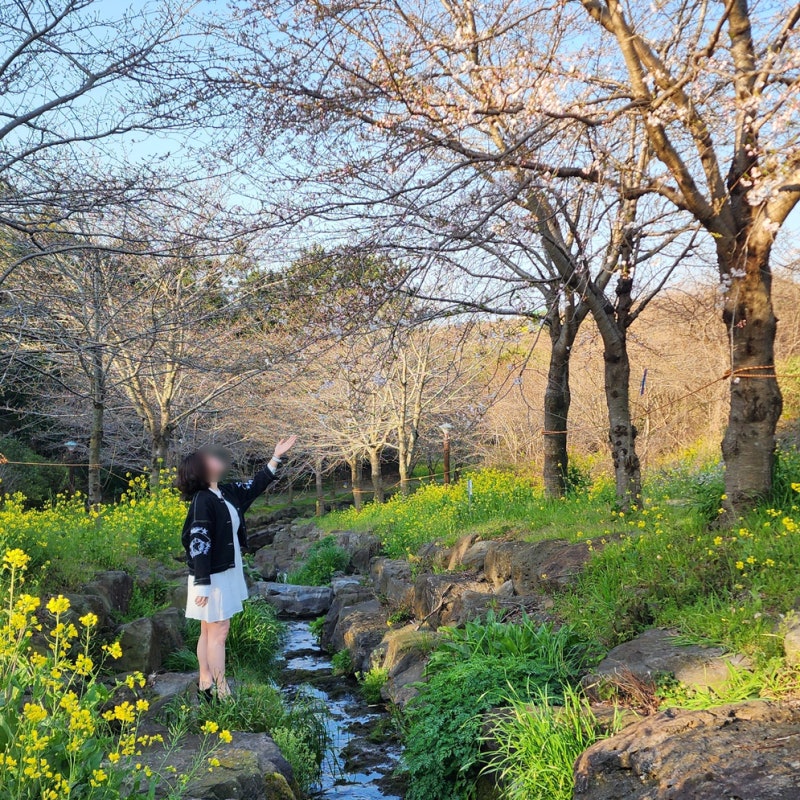 제주 벚꽃명소 서귀포 예래생태공원 벚꽃개화상황 및 포토존 네이버 블로그