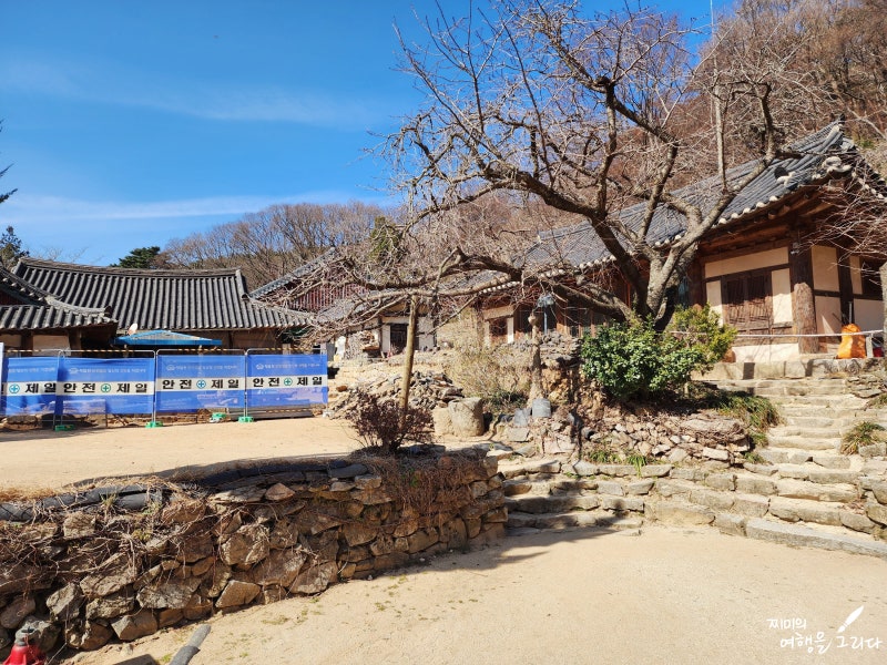 서산 개심사 청벚꽃 왕벚꽃 겹벚꽃 개화시기 실시간 기본정보 네이버 블로그