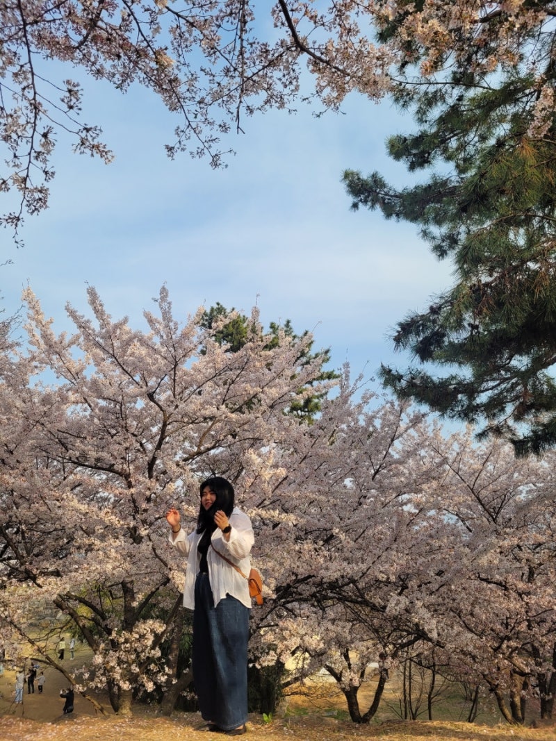 〔멋 따라 경남 사천〕 봄봄봄 봄이 왔어요~ 사천선진리성 벚꽃축제경남벛꽃명소사천선진리성벚꽃선진리성벚꽃개화상황사천벚꽃