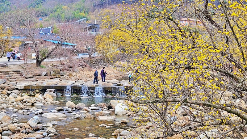 구례 닭구이 허영만 백반기행 당치민박산장 구례숙소 펜션 산수유축제 네이버 블로그