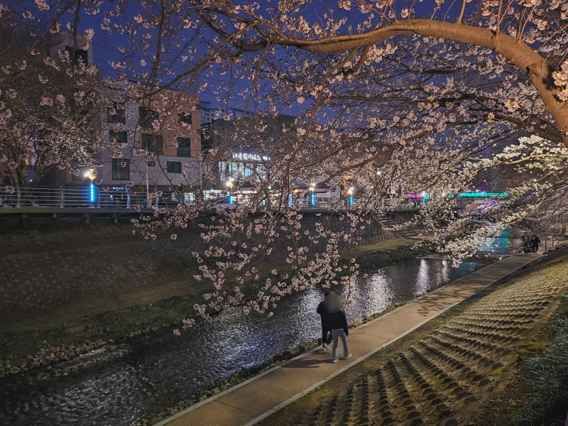 울산 벚꽃 명소 무거천 궁거랑 실시간 개화상황 및 축제까지 네이버 블로그