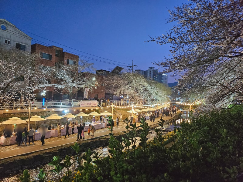 울산 벚꽃 명소 무거천 궁거랑 실시간 개화상황 및 축제까지 네이버 블로그