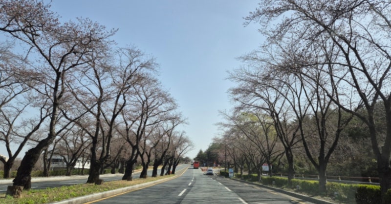 경주 벚꽃 실시간 보문단지 벚꽃명소힐튼황룡원보문정신라왕경숲 현황 3월 29일 기준 네이버 블로그
