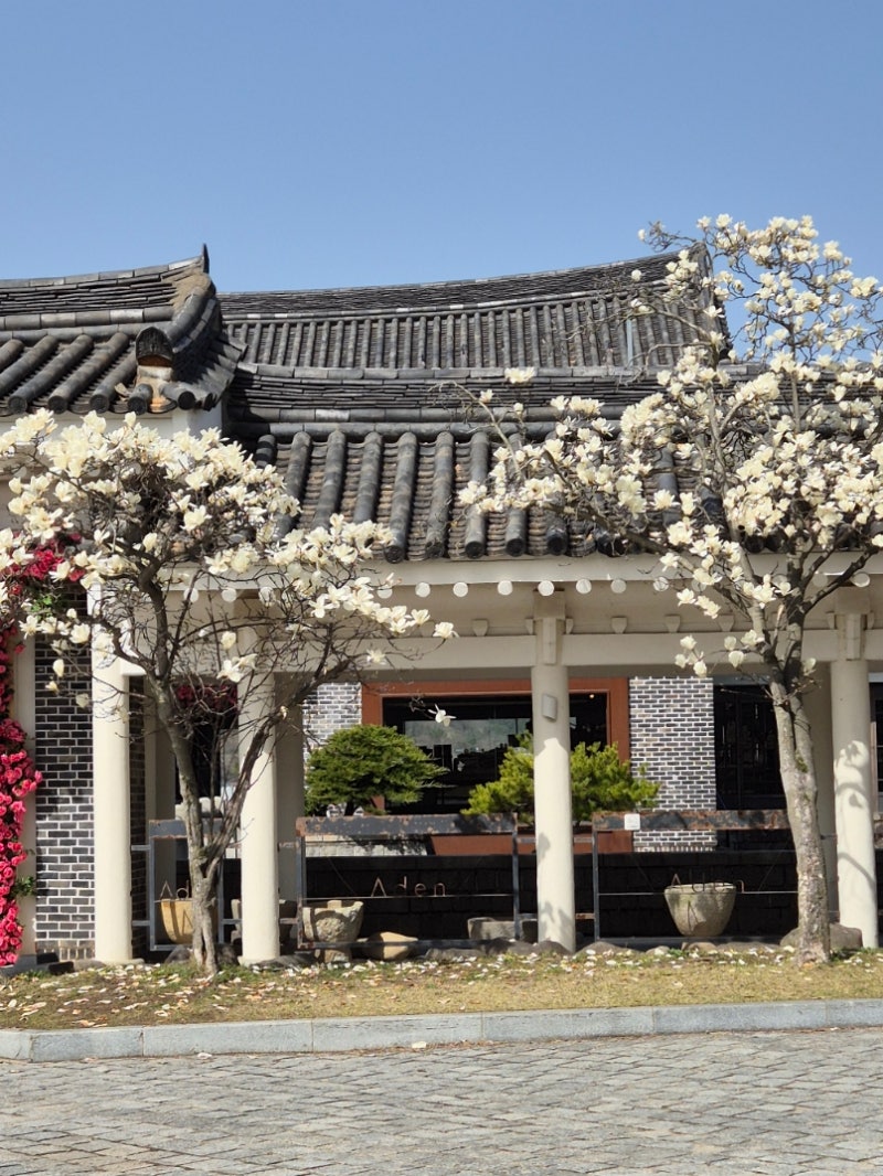 경주 벚꽃 실시간 보문단지 벚꽃명소힐튼황룡원보문정신라왕경숲 현황 3월 29일 기준 네이버 블로그