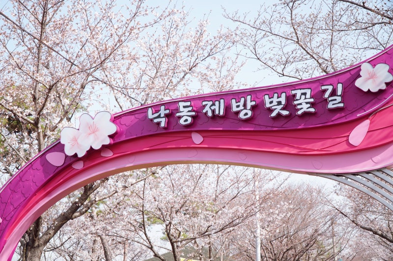 부산 삼락생태공원 낙동제방벚꽃길 낙동강 정원 벚꽃 축제 개화 시기 주차 버스 포토존 네이버 블로그