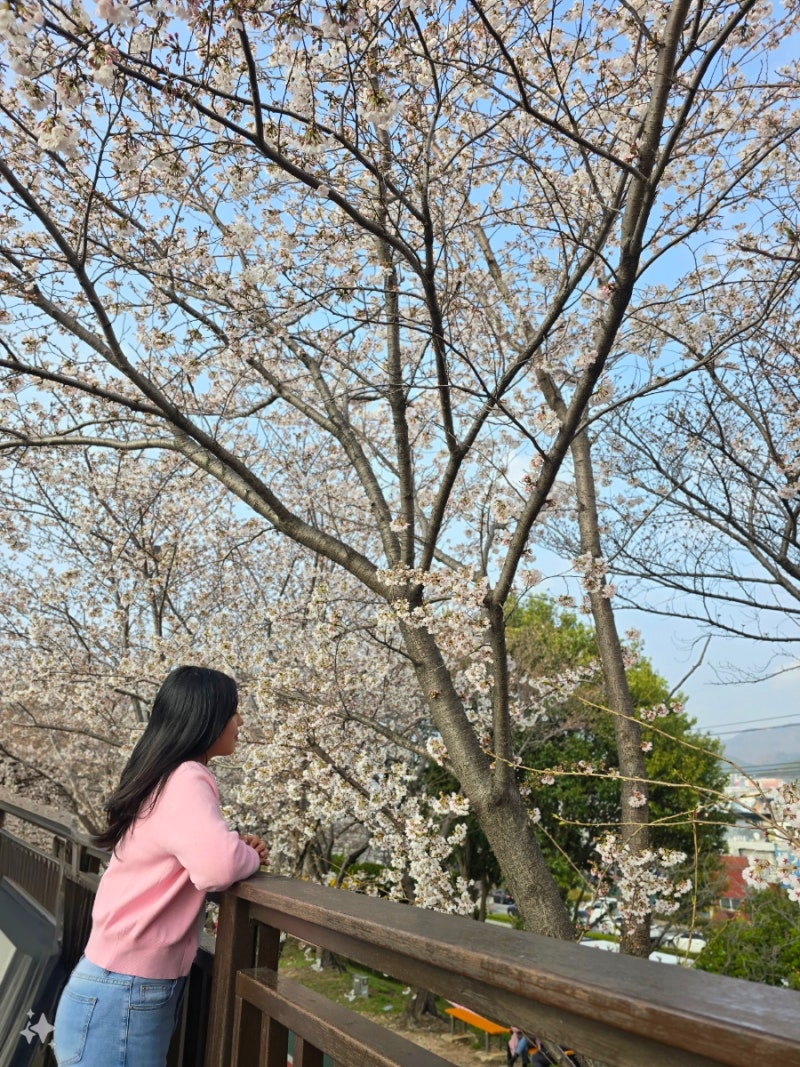 부산 사상 벚꽃낙동강정원 벚꽃축제 삼락생태공원주차장먹거리푸드트럭 네이버 블로그