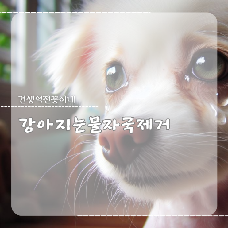 강아지 붉은 눈물자국 이유 제거 관리법