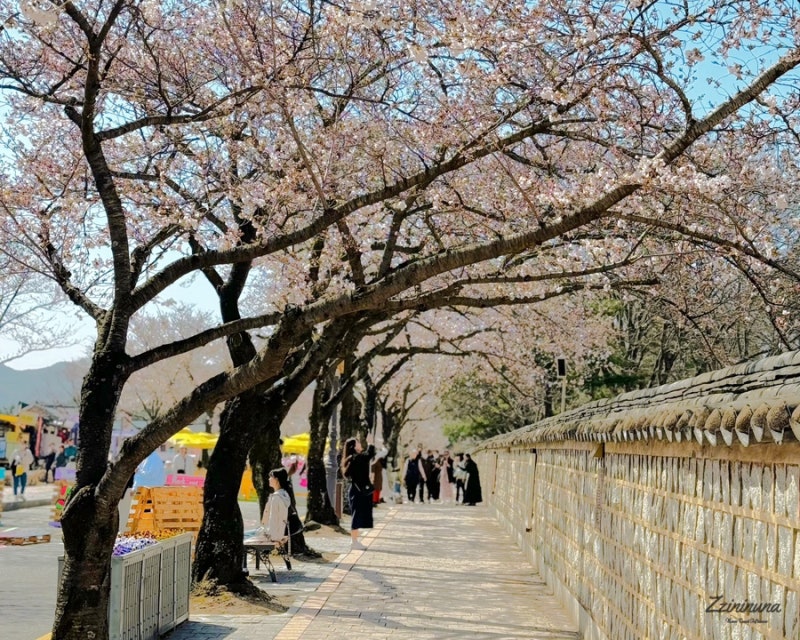 2024 경주 벚꽃명소 대릉원 돌담길 실시간 330 벚꽃 축제 현황 포토존 개화시기 김유신장군묘 네이버 블로그