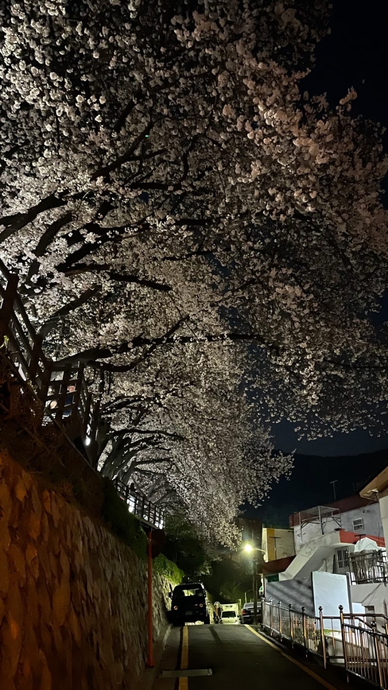 부산 벚꽃 데이트 ㅣ 개금벚꽃길 주소위치 저녁 밤벚꽃 만개시기 네이버 블로그
