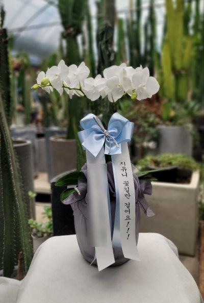 영전 영진 뜻 취임 승진 서양란 동양란 축하화분 센스 있는 승진축하문구 3가지 네이버 블로그