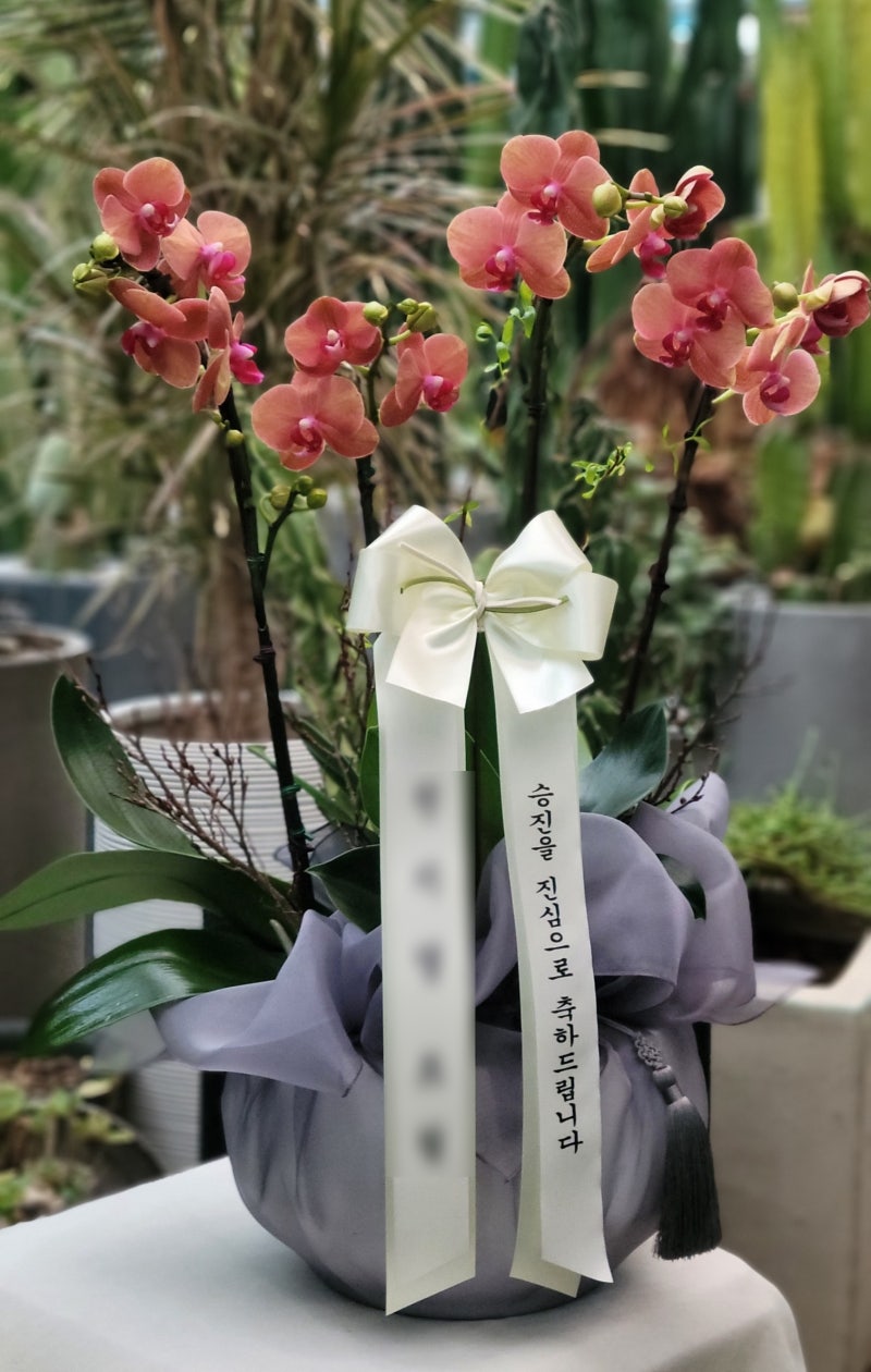영전 영진 뜻 취임 승진 서양란 동양란 축하화분 센스 있는 승진축하문구 3가지 네이버 블로그