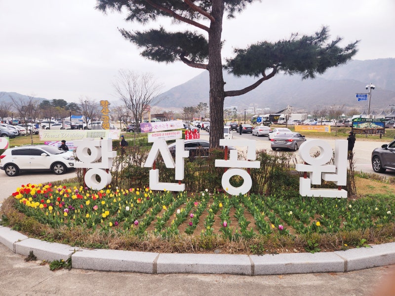 양산 황산공원 벚꽃 튤립 개화 부산근교 나들이 물금 벚꽃축제 네이버 블로그